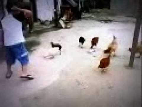 galo matando a galinha matheus quintanilha