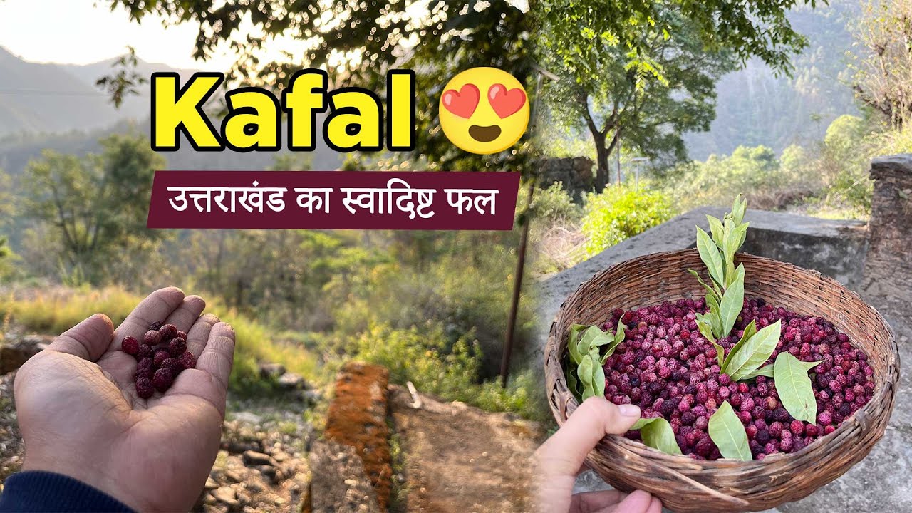 Kafal 😍 Special fruit of Uttrakhand l उत्तराखंड का सबसे स्वादिष्ट और ...