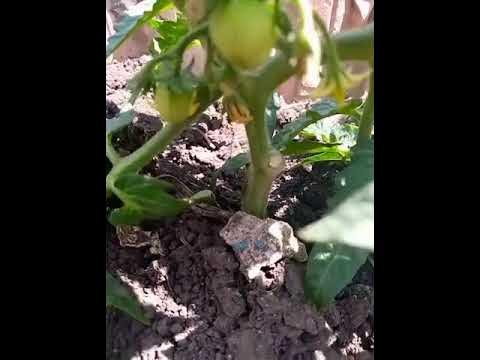 томат Десперадо - YouTube
