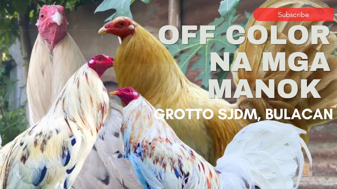 GAGANDA NG MGA OFF COLOR NA MANOK NGAYON SA GROTTO BULACAN | BOSS ...