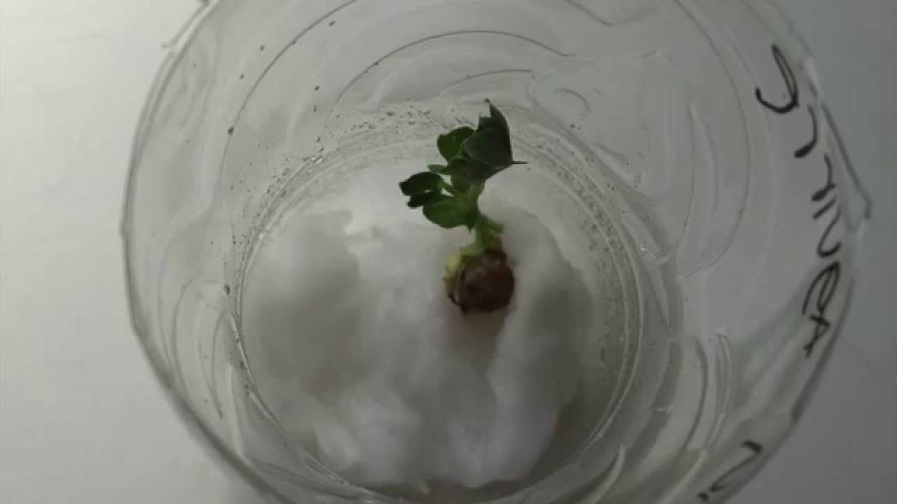 Stop Motion Plant Growth - YouTube