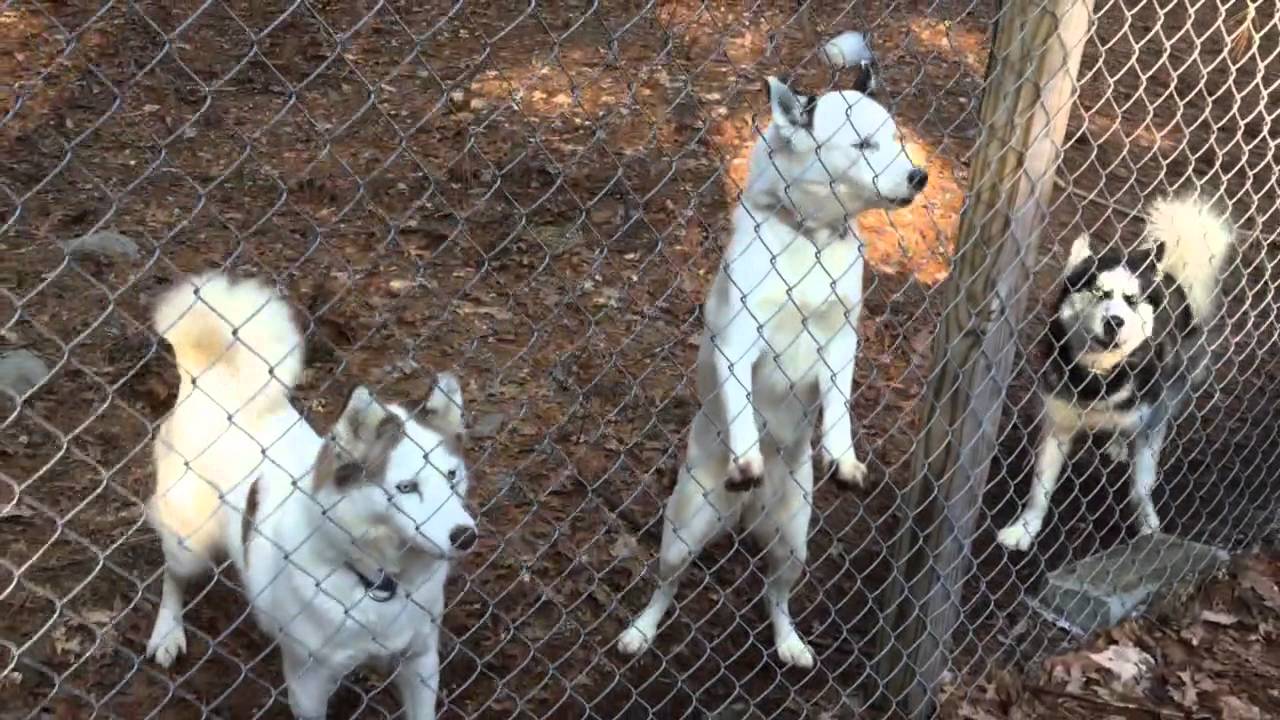 Arctic Paws Dog Sled Tours BYOD - Skytop, PA - YouTube