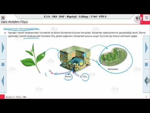 Biyoloji 3   - Canlılarda Enerji Dönüşümleri 2 🔬