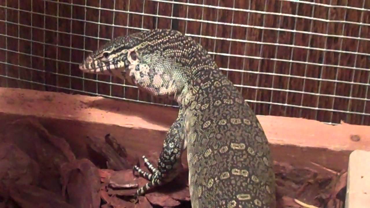 Nile Monitor Hatchling