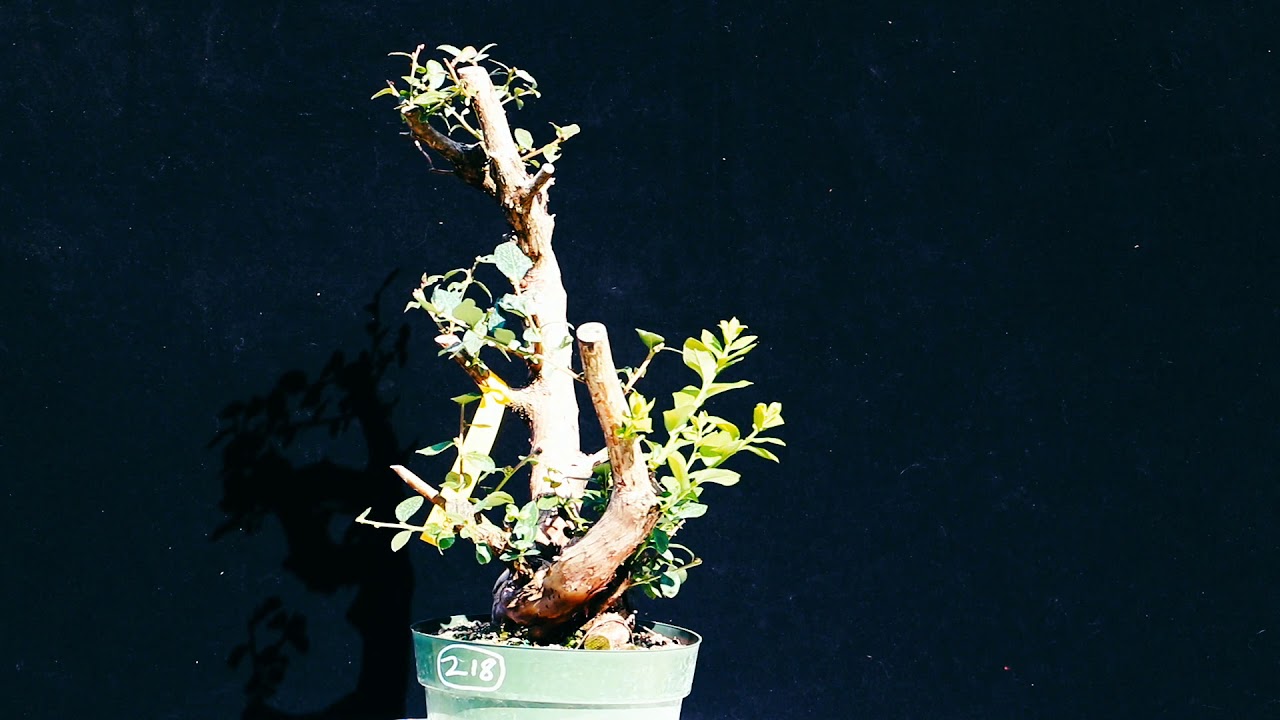 Artisan's Bonsai 工匠盆栽 - Blueberry Pre-Bonsai Tree For Sale #218 藍莓盆栽 ...