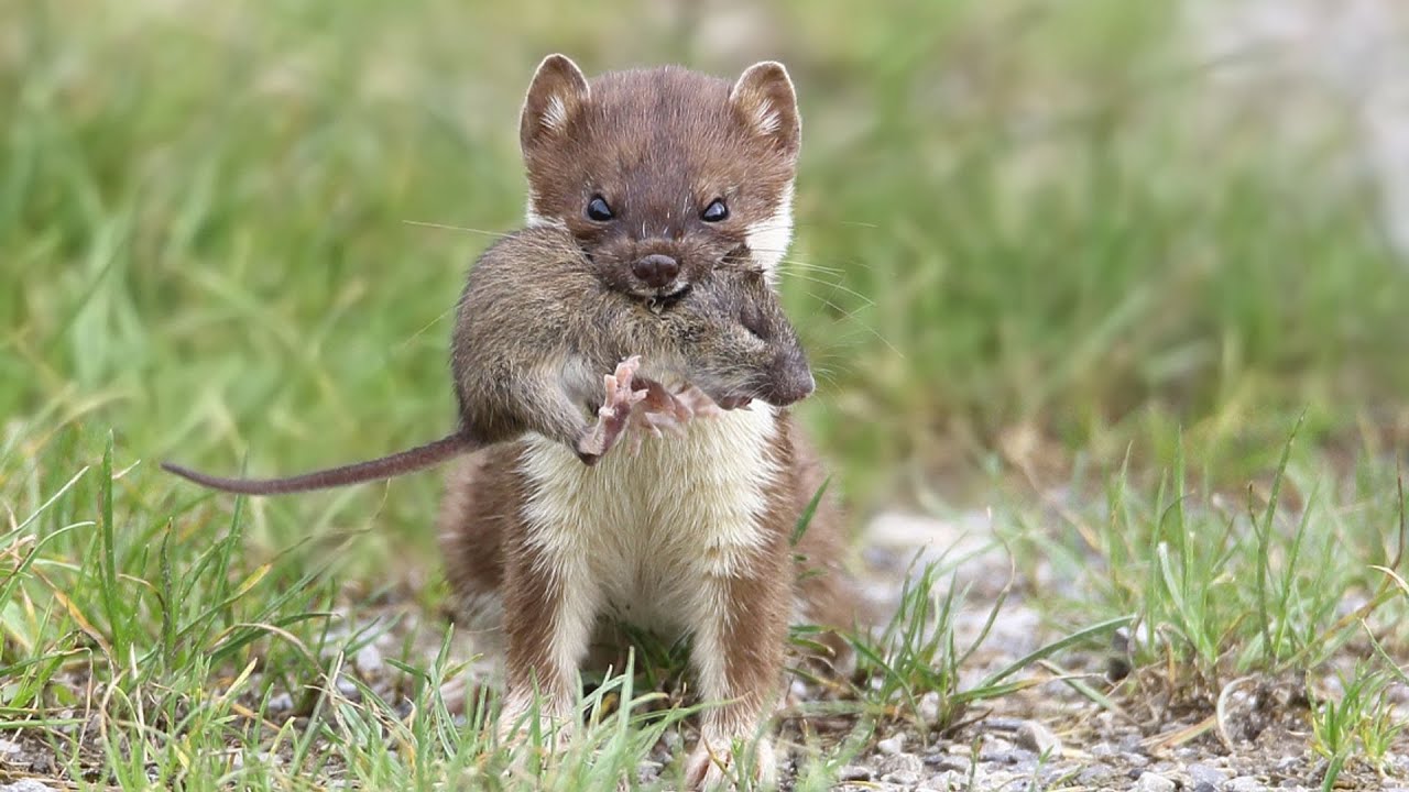 What Sound Does A Weazel Make? - Animal Sounds (Weazel Sounds) - YouTube