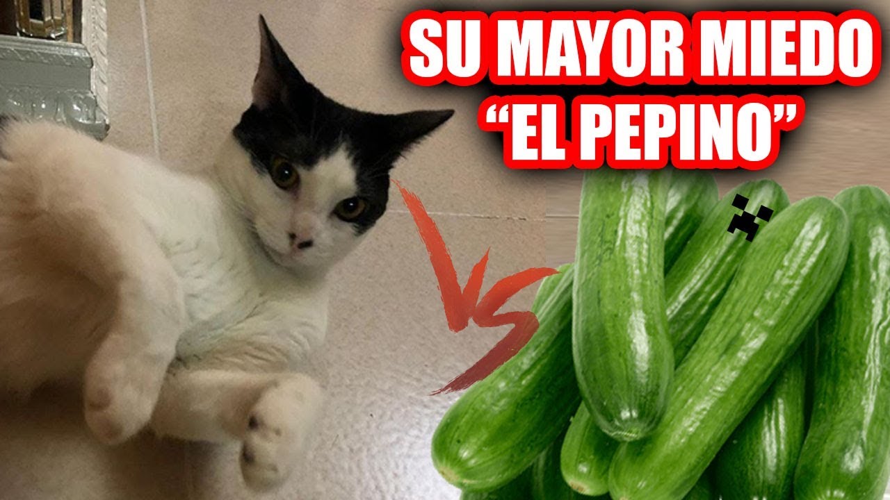 LA MEJOR BROMA PARA GATOS CON LYNA | ¿COMO REACCIONA? - YouTube