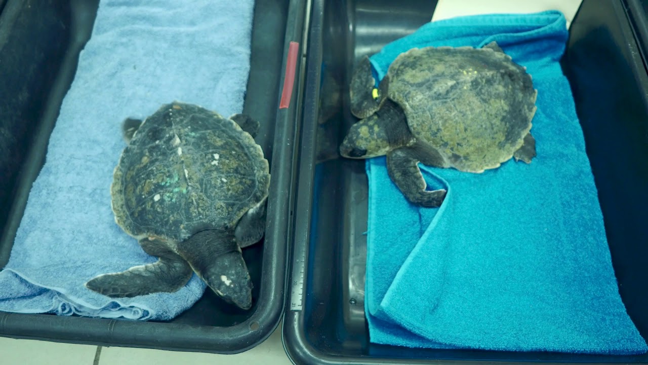 40 'Cold-Stunned' Turtles Warming Up at Florida Keys’ Turtle Hospital ...