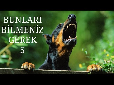 Bunları Bilmeniz Gerek-5