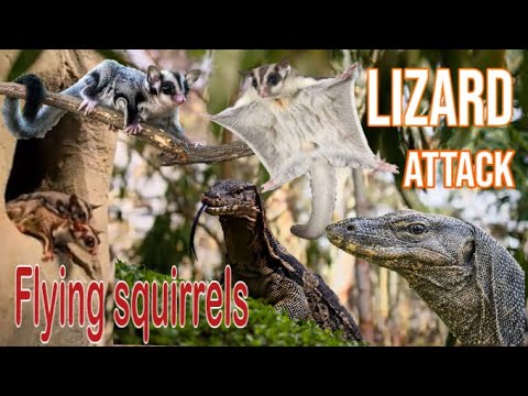 The story of Sugar Gliders 🐿 A mountain lizard attacks a flying ...