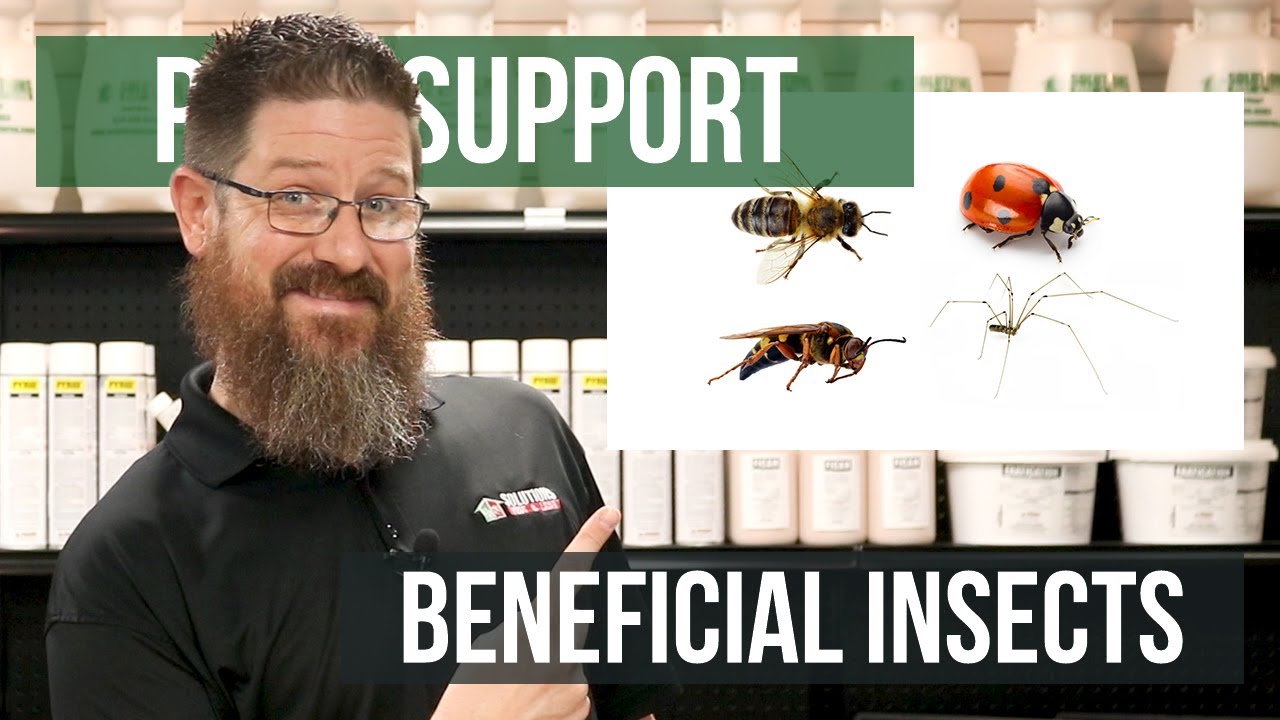 What is a Beneficial Insect? | Pest Support - YouTube