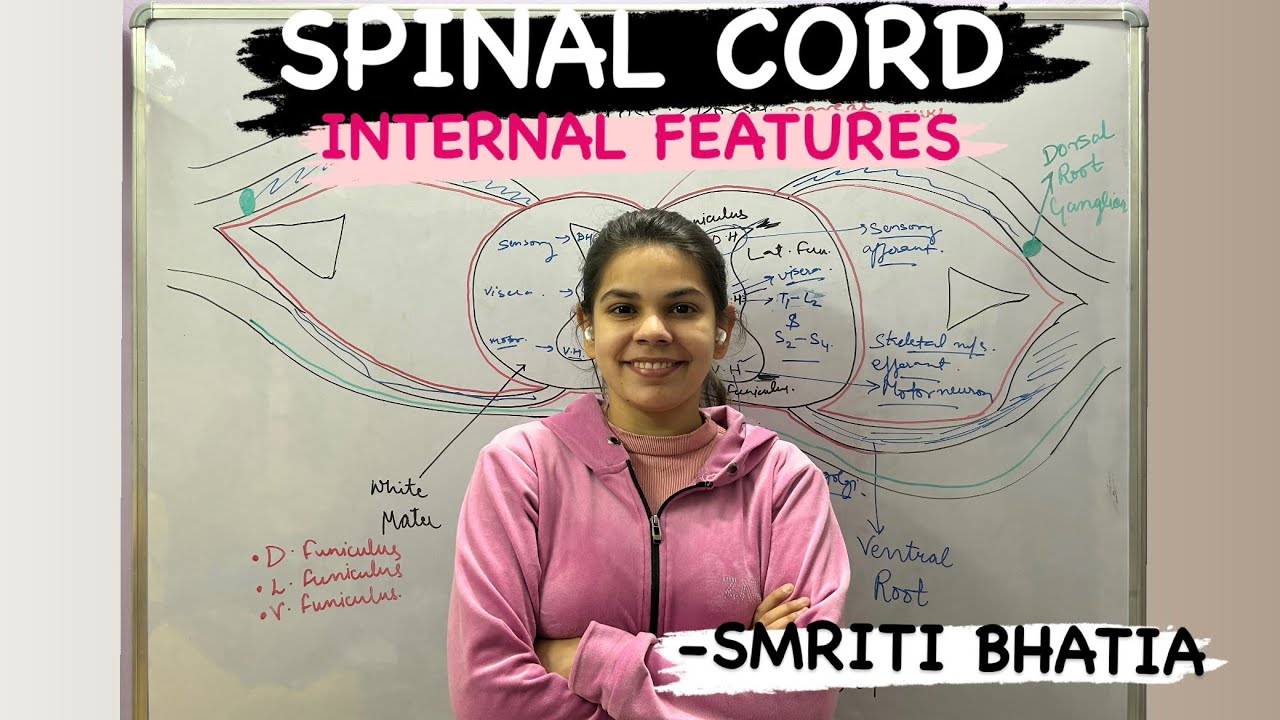 SPINAL CORD (INTERNAL FEATURES) in detail. - YouTube
