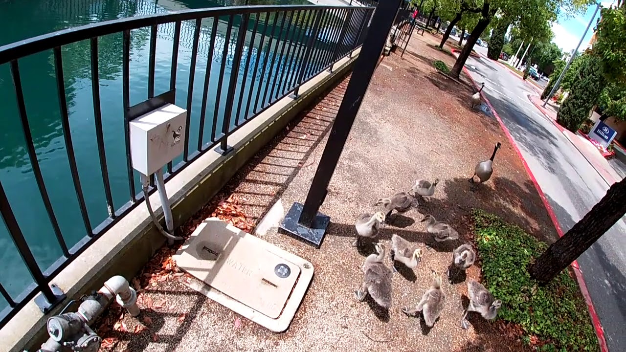 Venetian Bridges Stockton California - YouTube