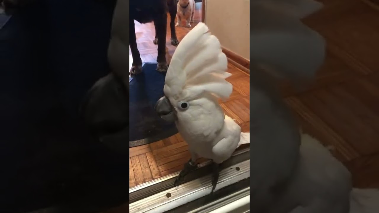 Baby crying cockatoo - YouTube