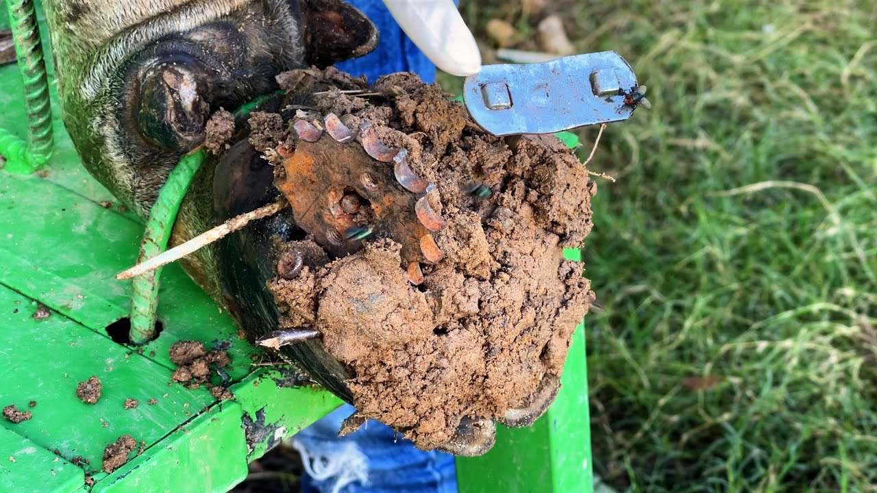 301!! The Step-by-Step Journey of Helping a Cow Walk Without Pain Again ...