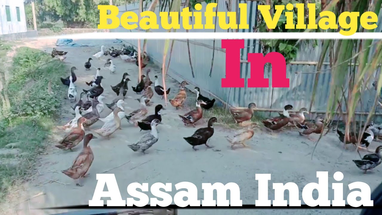 Beautiful Village In Assam (India)Village Area View—Village Life With ...
