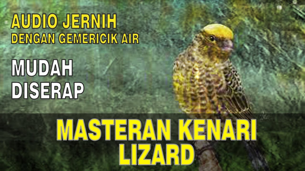 Masteran kenari paud mudah diserap | KENARI LIZARD | Ampuh dengan suara ...