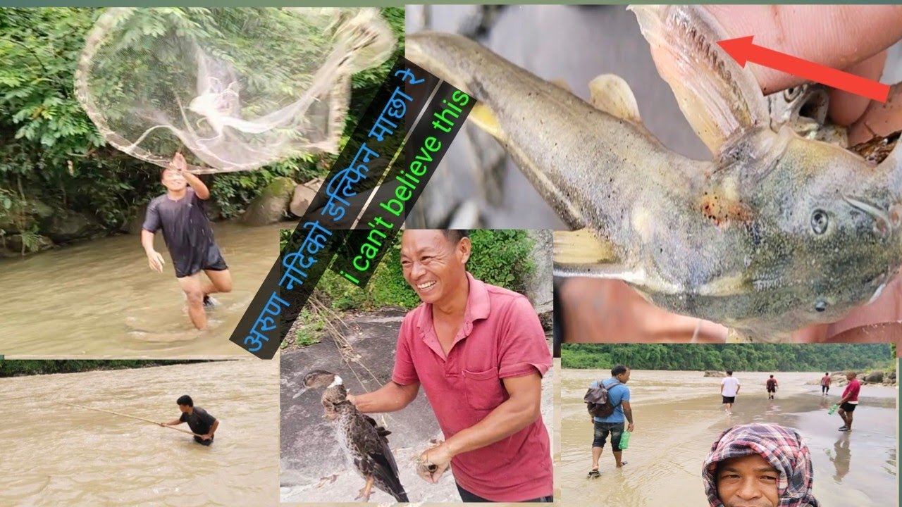 Fishing in arun & Koshi River_ Haiking arun valley #fish #fishing # ...