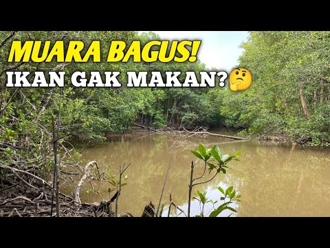 Muara Terlihat Bagus, Tapi Gak Satupun Ikan Makan! Kenapa Ya?🤔