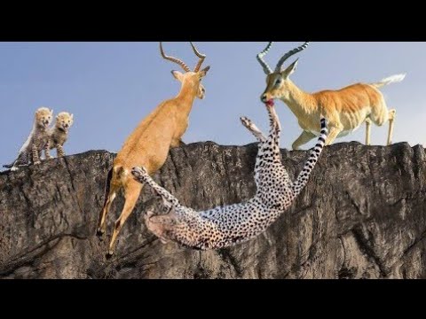Cheetah was spectacularly deceived by the impala and fell down the ...