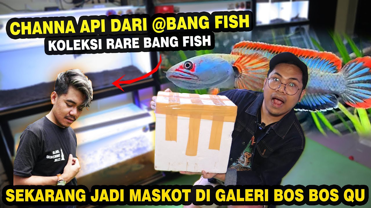 SETTING!!! CHANNA API DARI @Bang Fish DI GALLERI BOS BOS QU - YouTube