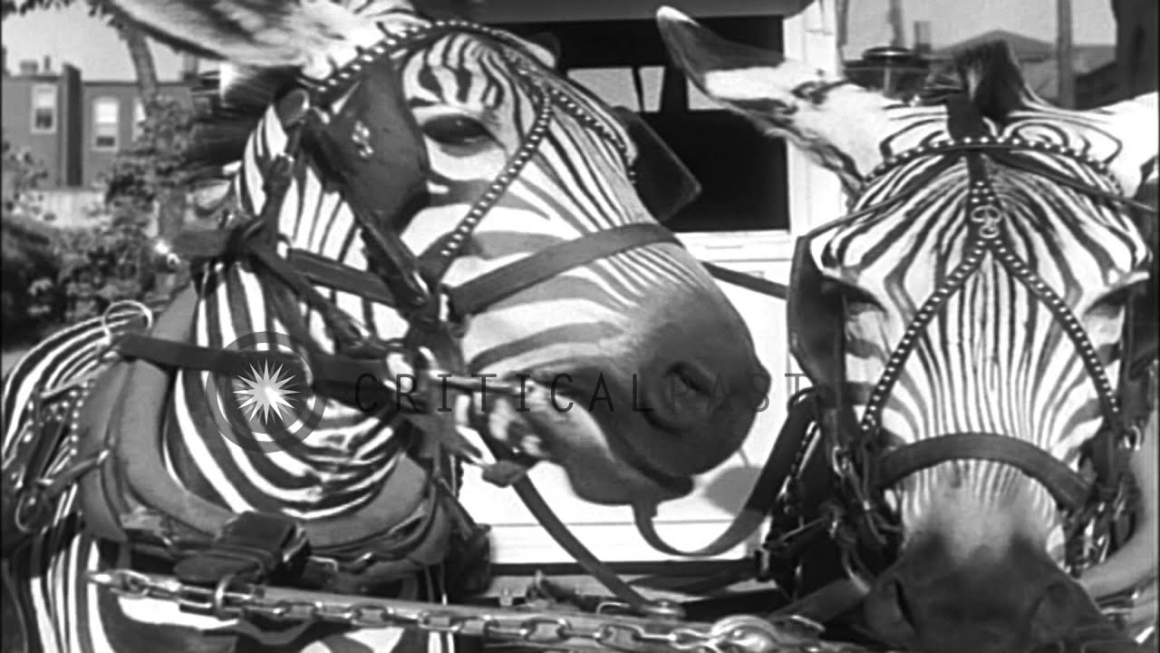 A milkmaid delivers milk in a Zebra driven carriage, St Louis, Missouri ...