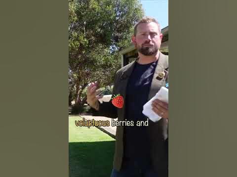 Best wines in the Barossa Valley! | South Australia Wine | Wine Travel | Van Life - YouTube