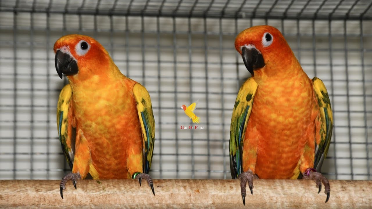 New Breeding Facility | Sun Conure | Gift Of Flight | Aviary - YouTube