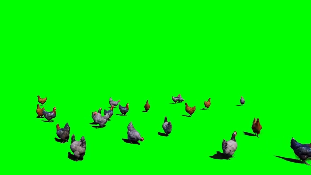FREE GREEN SCREEN CHICKEN - YouTube