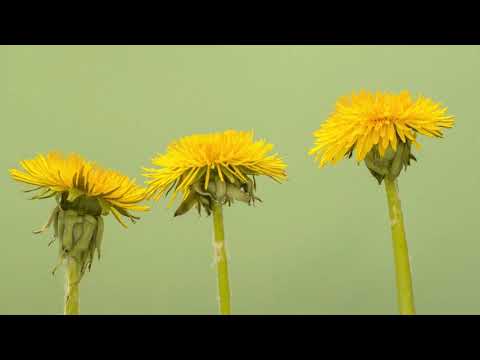 Time Lapse Dandelion Blooming | Copyright Free Video Footage - YouTube