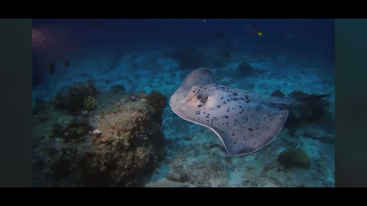 Plongée Maldives avec croisière sun maldives - YouTube