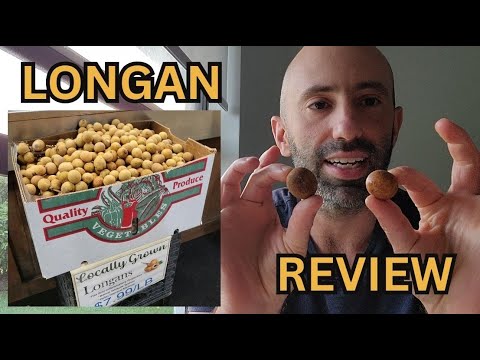 Longan Fruit Review, Lychee's Close Cousin - YouTube