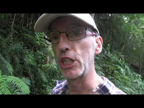 Miock Angelhere's world ( The Bee fly and the water spider)