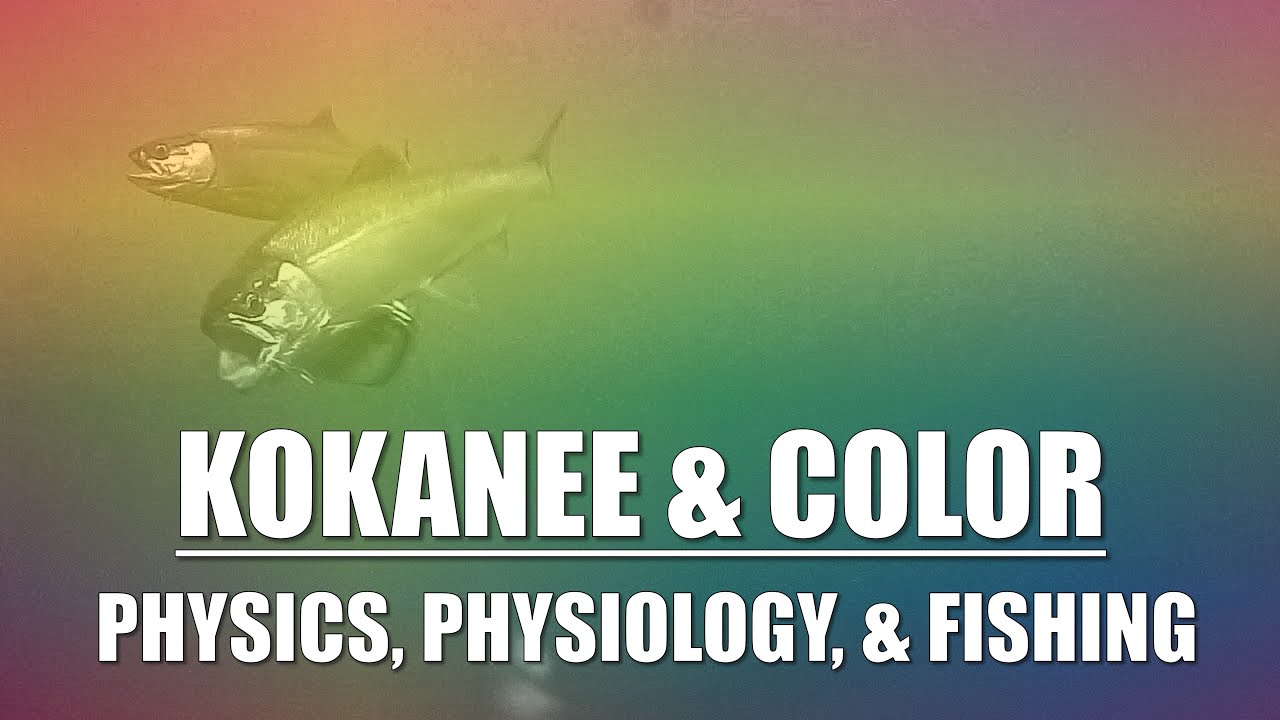 Kokanee and Color: When Physics, Physiology, and Fishing Meet - YouTube