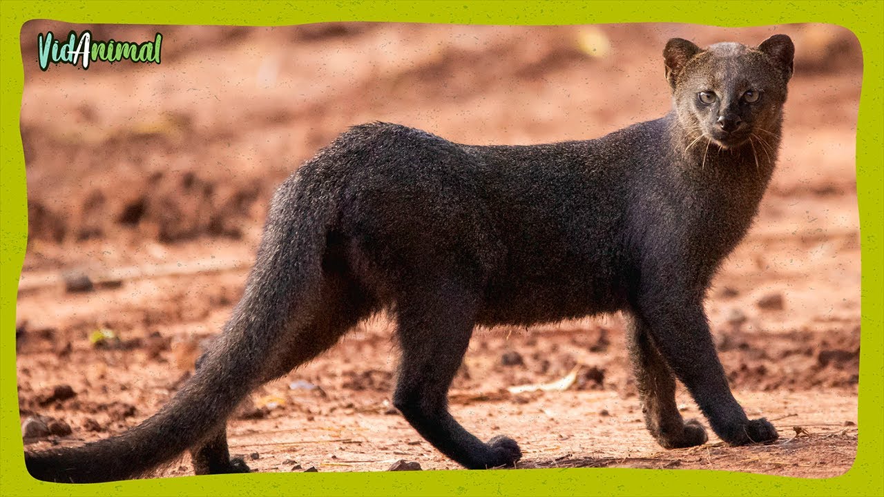 TODO SOBRE EL YAGUARUNDI: Un felino misterioso. - YouTube