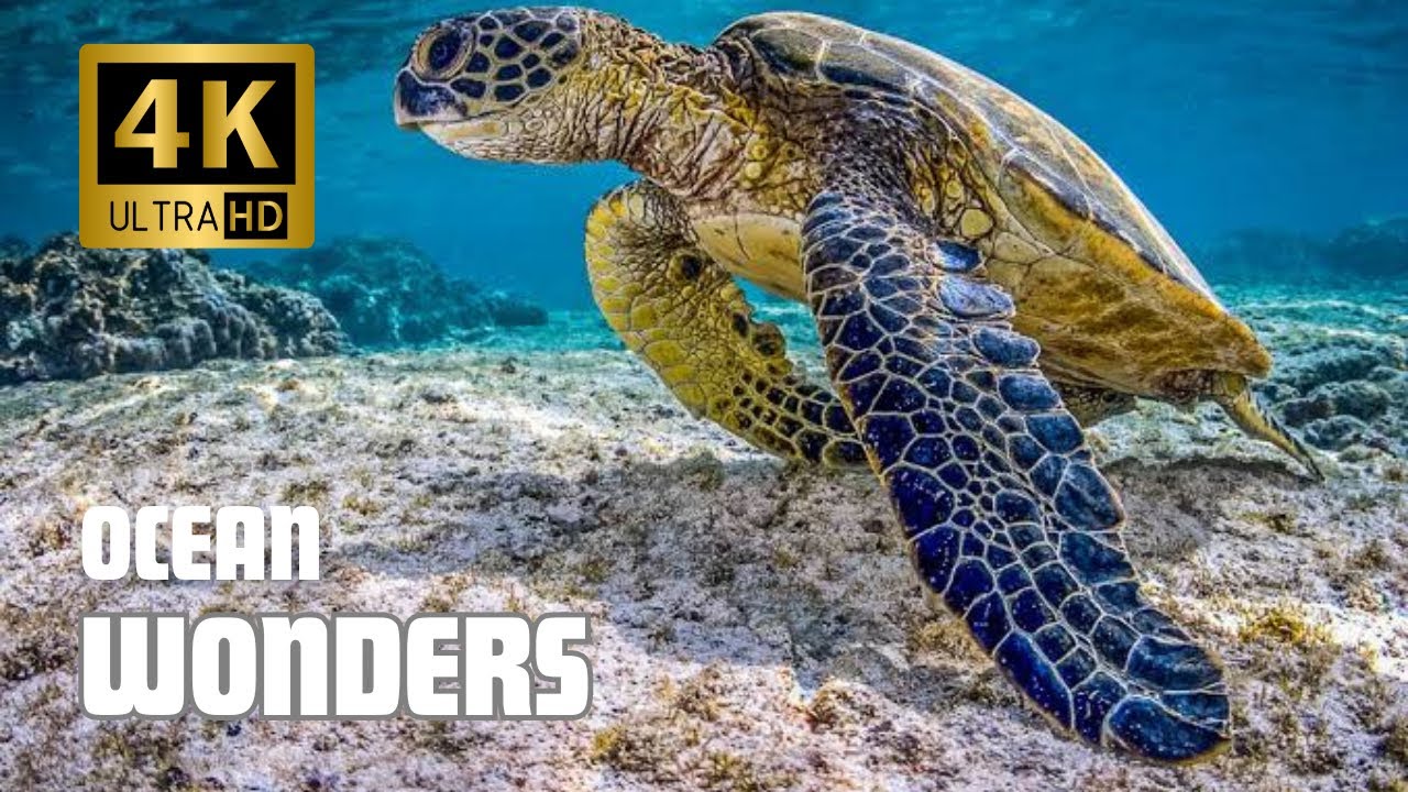 Sea Animals Compilation In 4K | Relaxing Sea Animal Videos - YouTube