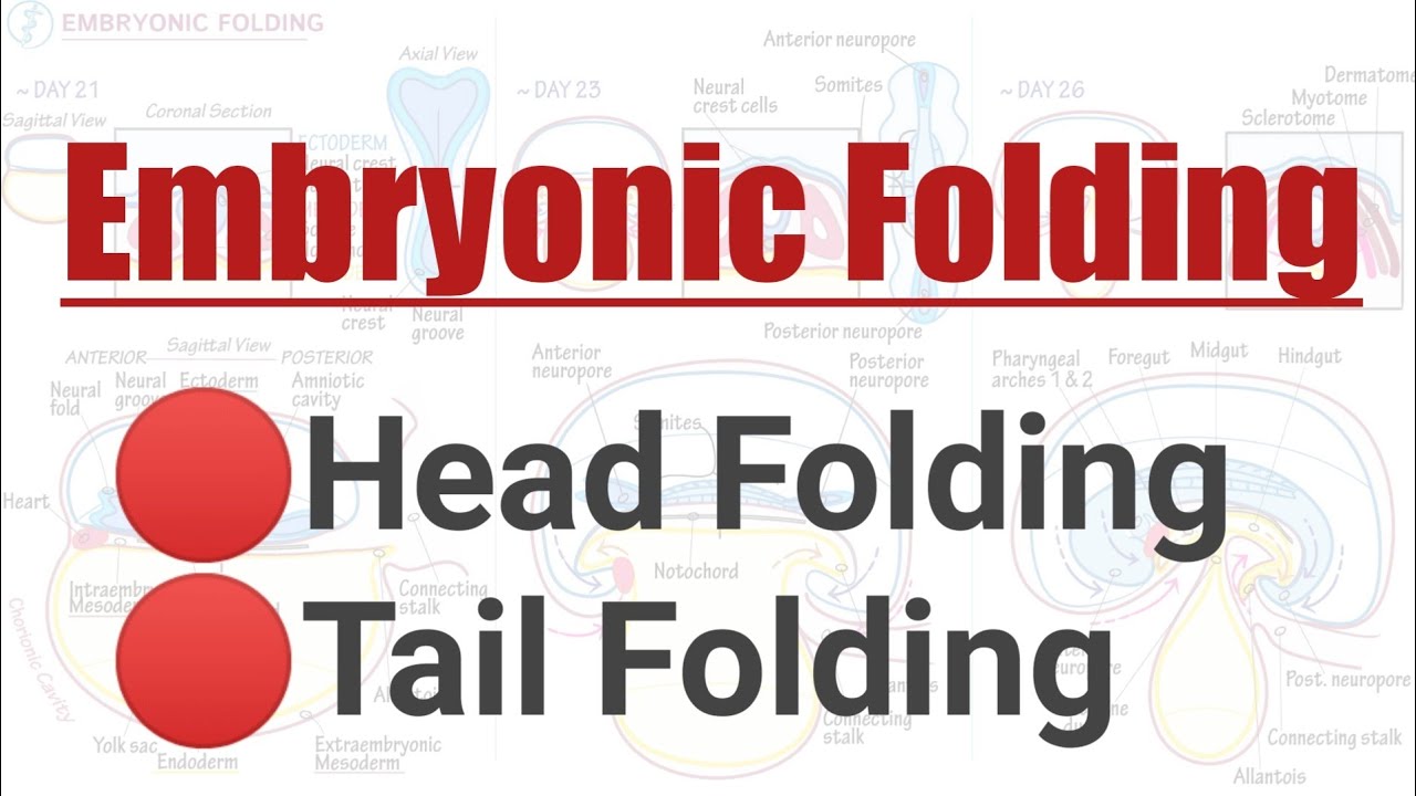 Folding of Embryo || Head and Tail Folding || Embryonic Folding - YouTube