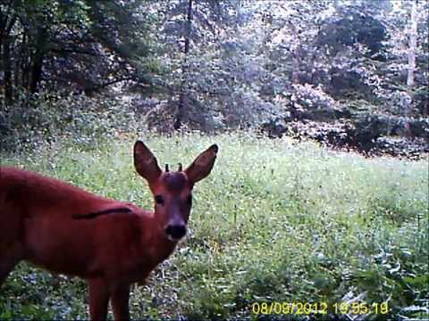 JAGD IN DEUTSCHLAND - JAGD HIGHLIGHTS - SCHWARZWILD - ROTWILD - REHWILD ...
