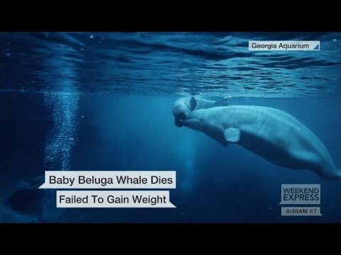 Beluga whale calf dies - YouTube