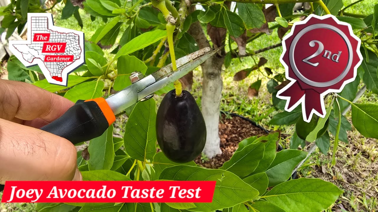 Second Fruit Taste. Finally the Joey Avocado! 🥑 || The RGV Gardener ...
