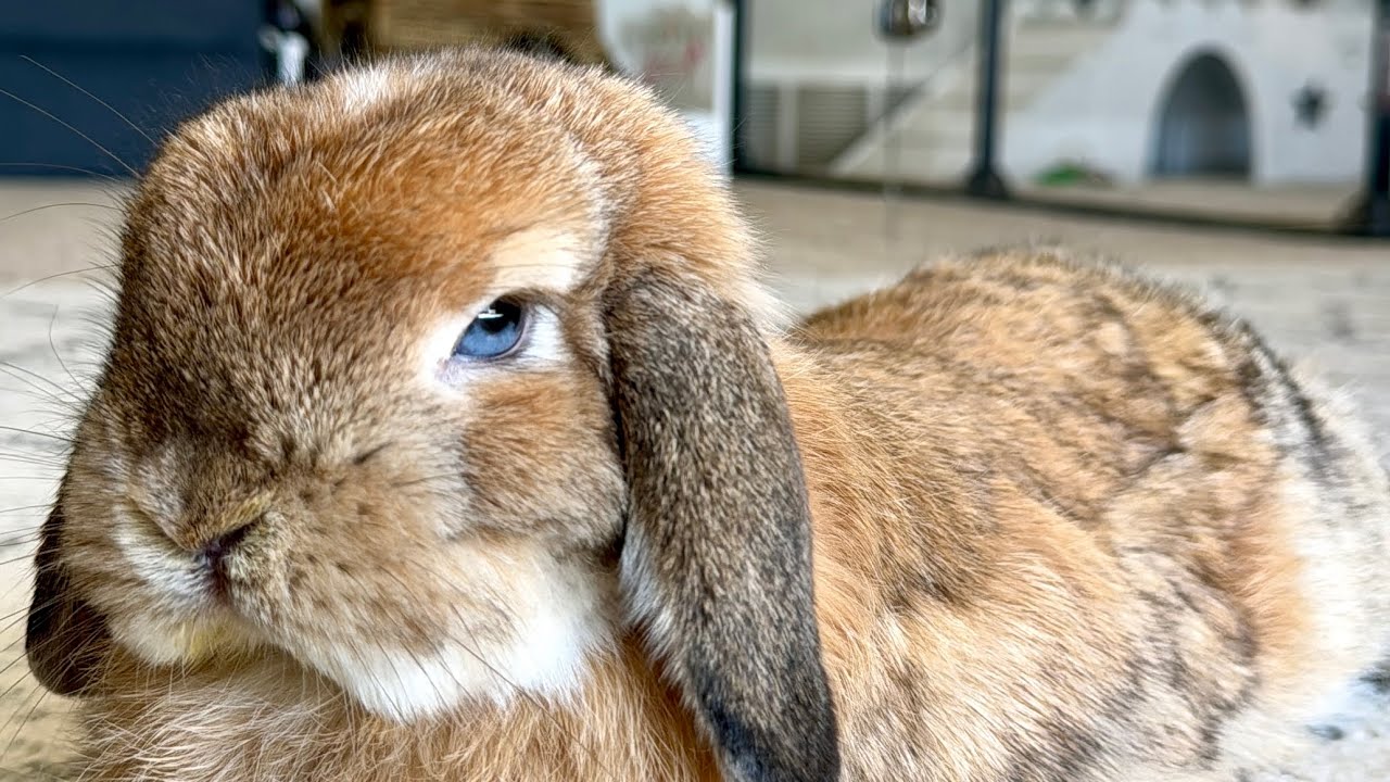 The calm before the storm: Rabbit Antics - YouTube