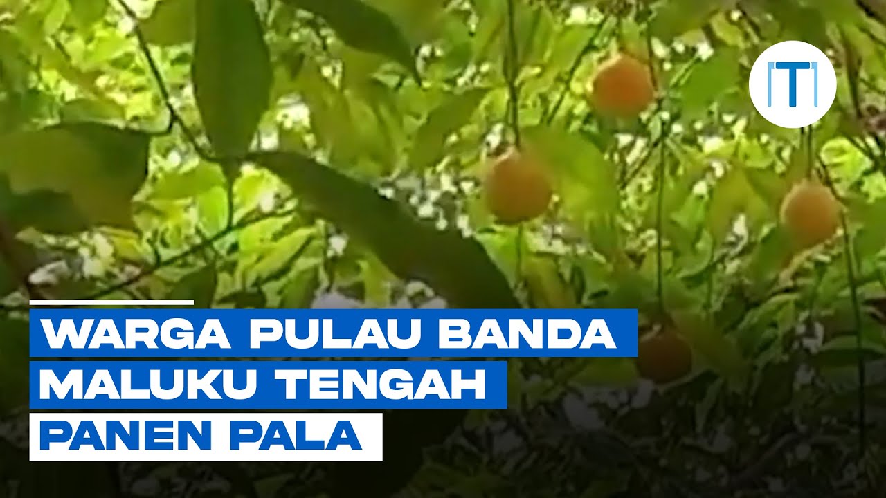 Warga Pulau Banda Maluku Tengah Panen Pala - YouTube