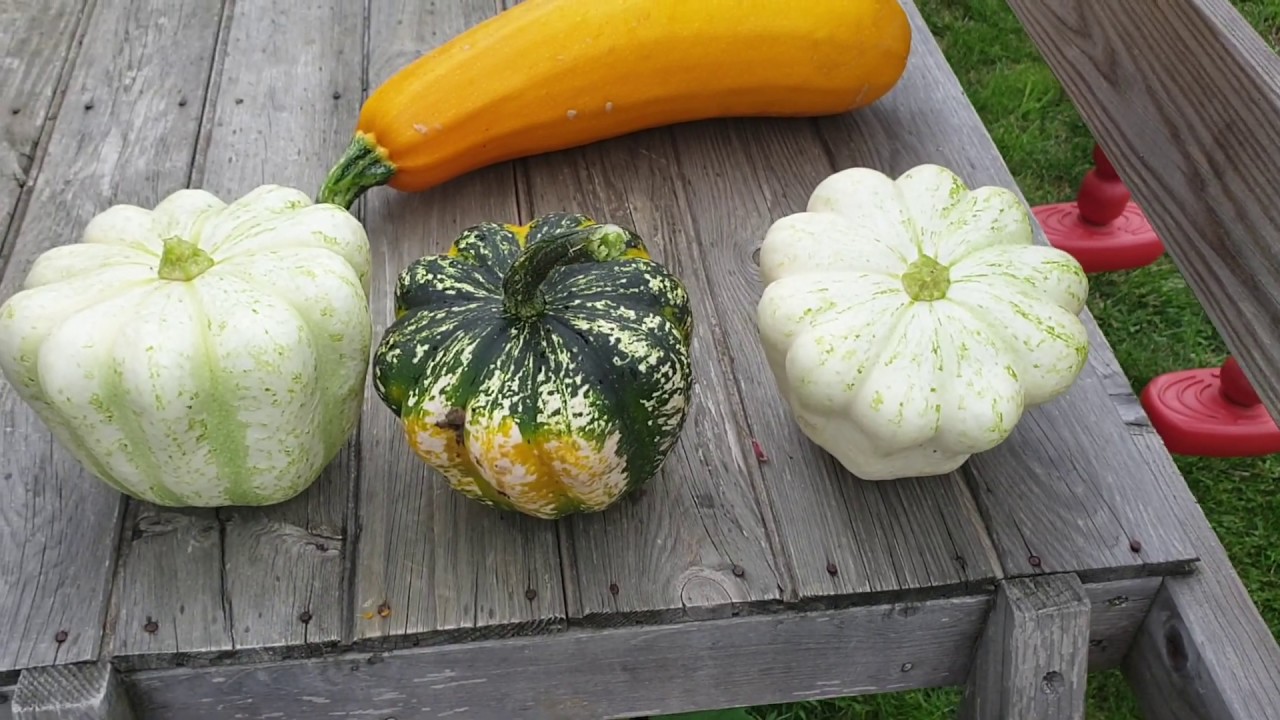 Les cucurbitacées en folie!! 1er pâtisson ou table pâtisson? - YouTube