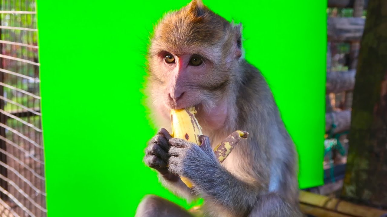 Monyet ~ Monyet Lucu ~ Topeng Monyet ~ Lagu Monyet , monyet film monyet ...