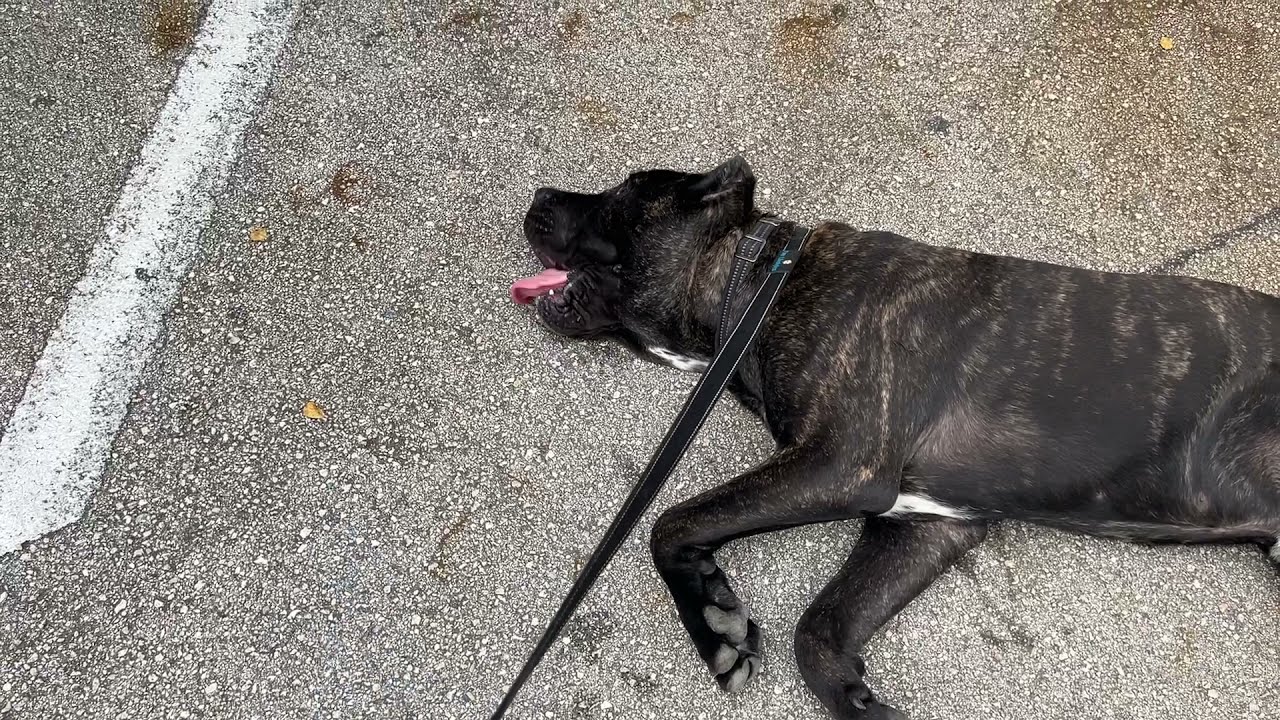 CANE CORSO DEAD AFTER PARK 😵😅 - YouTube