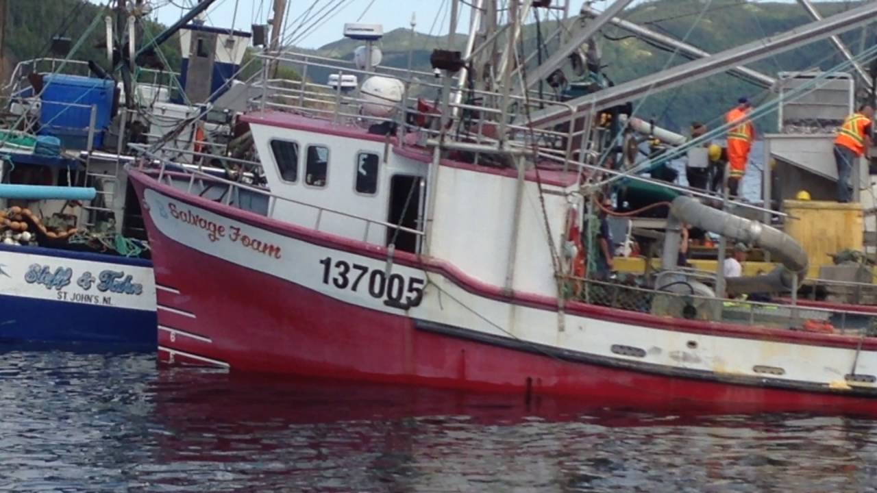 2016 Newfoundland Capelin Fishery - YouTube