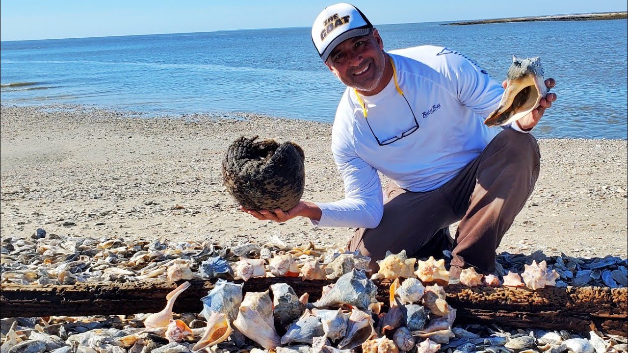 Shelling Day A Motherload Of Seashells On A Barrier Islands On A ...