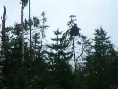 bigfoot in a tree? - YouTube