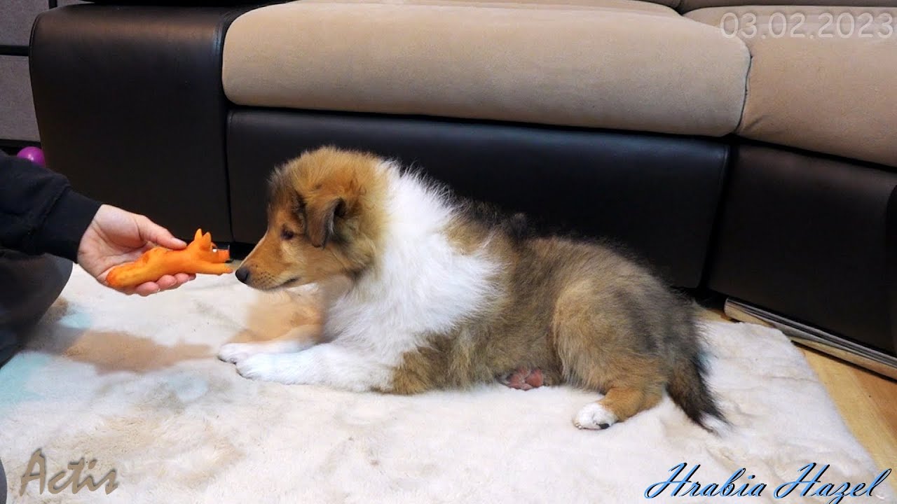 COLLIE rough sable puppy dog HAZEL - YouTube
