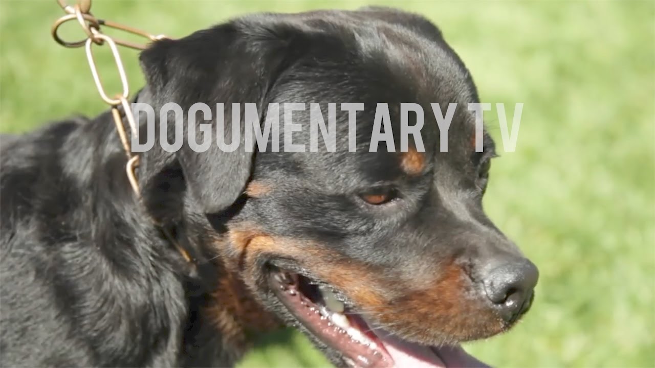 L'origine Du Rottweiler